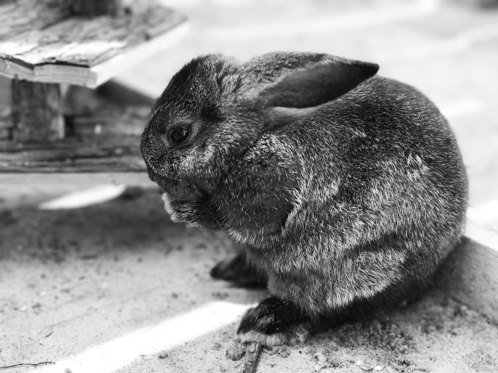 Gebit van uw konijn | Tusken Diken en Feanen