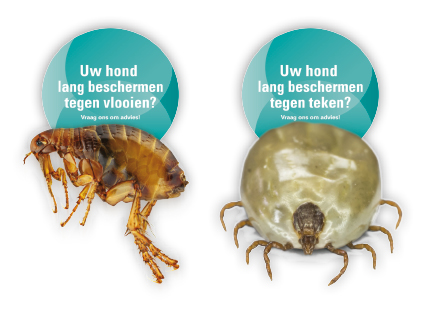 Vlooien en teken | Tusken Diken en Feanen